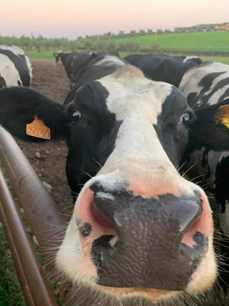 Mucca Archivi - Fattormia Adotta i tuoi animali e le tue piante