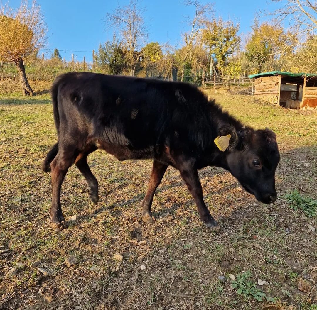 Melody - Fattormia Adotta i tuoi animali e le tue piante